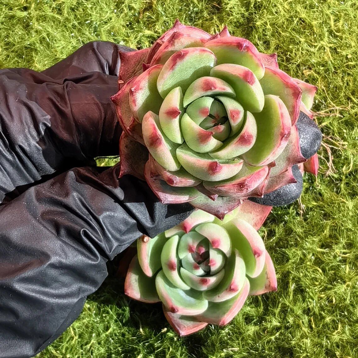 TOP 10 Sorprendentes Regalos Curiosos Para Mujer